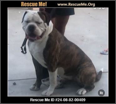 - California American Bulldog Rescue - ADOPTIONS - Rescue Me!