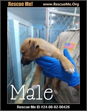 - North Carolina Dog Rescue - ADOPTIONS - Rescue Me!