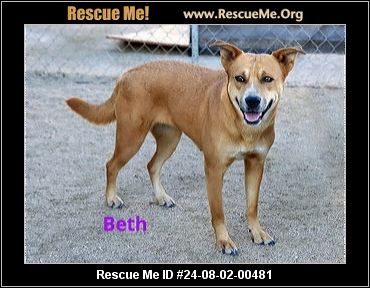 - California Australian Cattle Dog Rescue - ADOPTIONS - Rescue Me!
