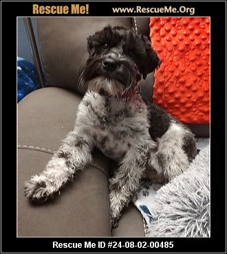 - Texas Schnauzer Rescue - ADOPTIONS - Rescue Me!