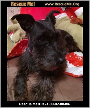 - Texas Schnauzer Rescue - ADOPTIONS - Rescue Me!