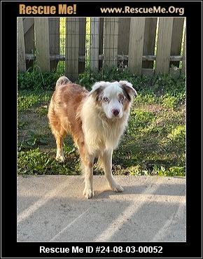 - Virginia Australian Shepherd Rescue - ADOPTIONS - Rescue Me!
