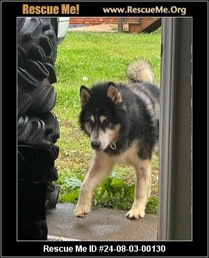 - North Carolina Dog Rescue - ADOPTIONS - Rescue Me!