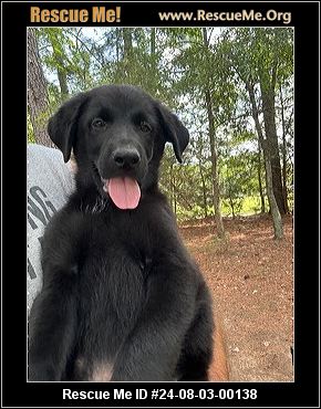 - North Carolina Dog Rescue - ADOPTIONS - Rescue Me!