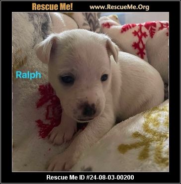 - North Carolina Dog Rescue - ADOPTIONS - Rescue Me!