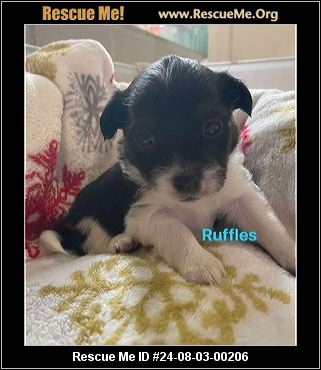 - North Carolina Dog Rescue - ADOPTIONS - Rescue Me!