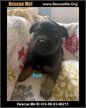 - North Carolina Dog Rescue - ADOPTIONS - Rescue Me!