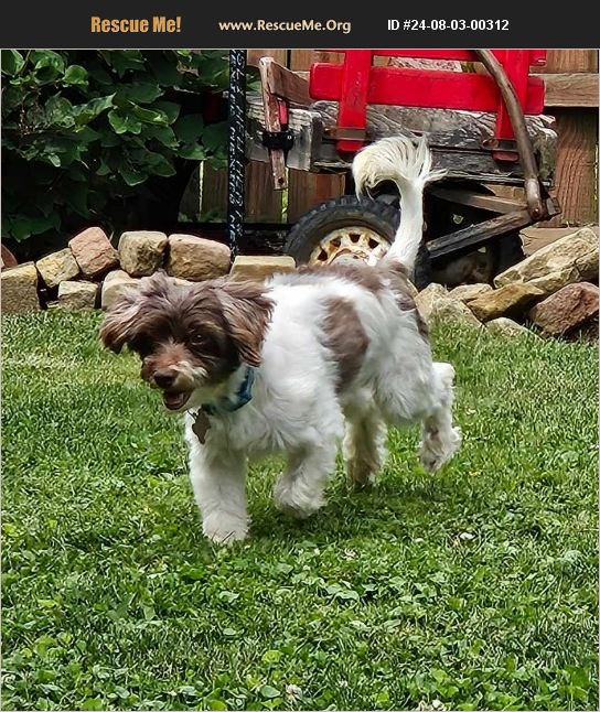 ADOPT 24080300312 ~ Havanese Rescue ~ Stark County, VA