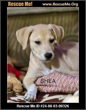 - Massachusetts Mutt Rescue - ADOPTIONS - Rescue Me!