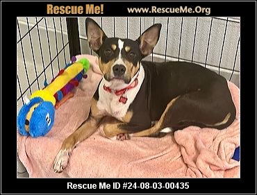 - Georgia Boston Terrier Rescue - ADOPTIONS - Rescue Me!