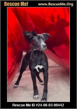 - Georgia Dog Rescue - ADOPTIONS - Rescue Me!