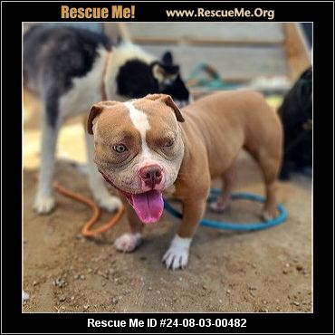 - California American Bulldog Rescue - ADOPTIONS - Rescue Me!
