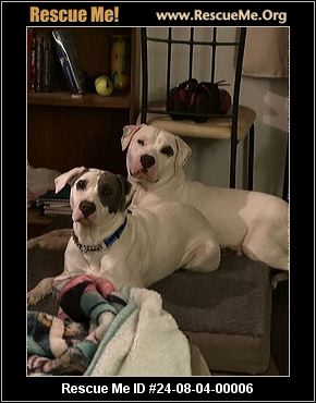 - California American Bulldog Rescue - ADOPTIONS - Rescue Me!