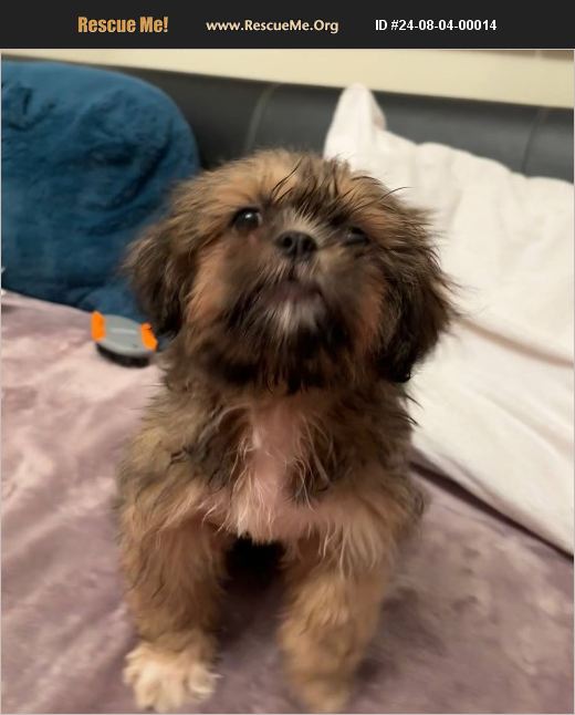 ADOPT 24080400014 ~ Shih Tzu Rescue ~ Toronto, Ontario