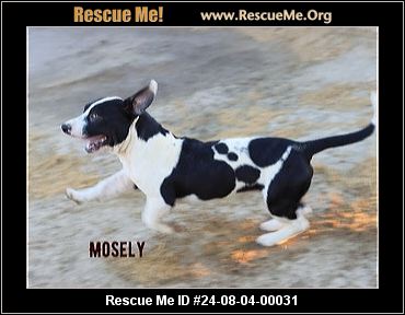 - California Australian Cattle Dog Rescue - ADOPTIONS - Rescue Me!