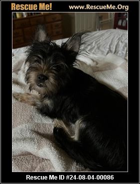 - Texas Yorkie Rescue - ADOPTIONS - Rescue Me!