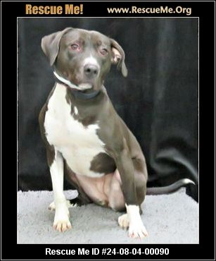 - Virginia Dog Rescue - ADOPTIONS - Rescue Me!
