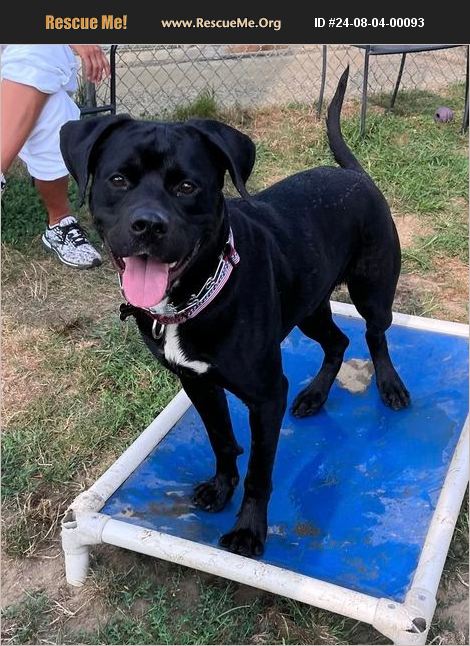 ADOPT 24080400093 ~ Lab Rescue ~ Howell, NJ