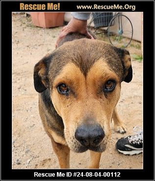 - Arizona Mutt Rescue - ADOPTIONS - Rescue Me!