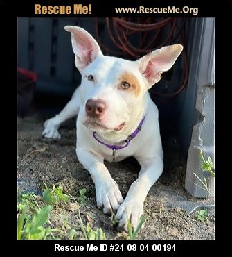 - Florida Bull Terrier Rescue - ADOPTIONS - Rescue Me!