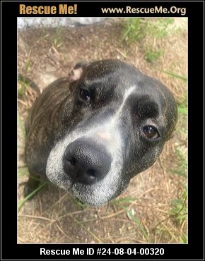 - Florida Pit Bull Rescue - ADOPTIONS - Rescue Me!