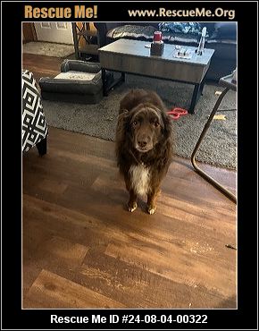 - North Carolina Dog Rescue - ADOPTIONS - Rescue Me!