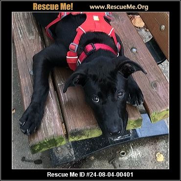 - Maryland Lab Rescue - ADOPTIONS - Rescue Me!