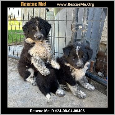 - California Border Collie Rescue - ADOPTIONS - Rescue Me!