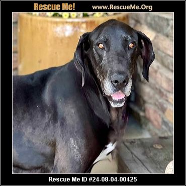 - Colorado Great Dane Rescue - ADOPTIONS - Rescue Me!