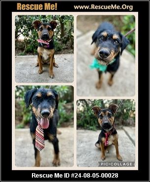 - California Poodle Rescue - ADOPTIONS - Rescue Me!