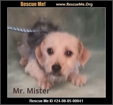 - California Airedale Rescue - ADOPTIONS - Rescue Me!