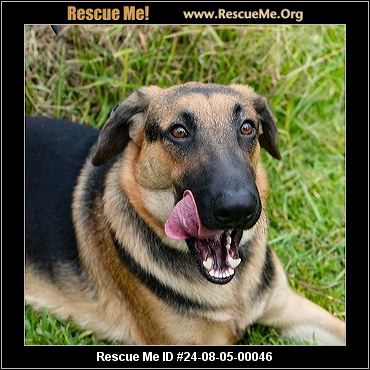 - Pennsylvania German Shepherd Rescue - ADOPTIONS - Rescue Me!