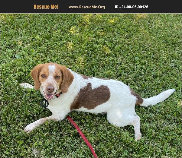 ADOPT 24080500126 ~ Beagle Rescue ~ Columbus, OH