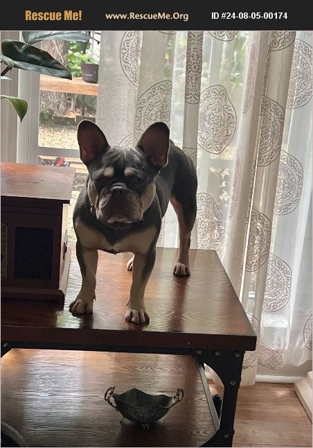 ADOPT 24080500174 ~ French Bulldog Rescue ~ Miami, FL