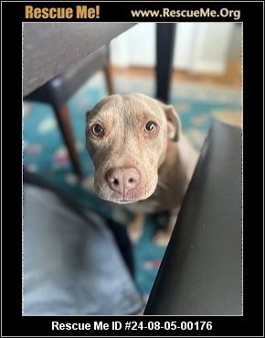 - Virginia Pomeranian Rescue - ADOPTIONS - Rescue Me!