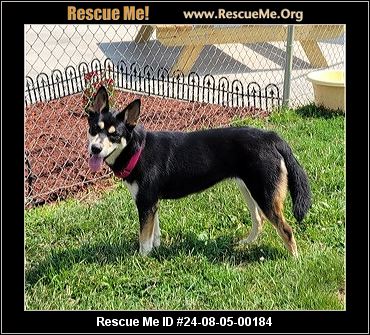 - Ohio Siberian Husky Rescue - ADOPTIONS - Rescue Me!