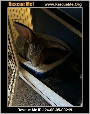 - Virginia Rabbit Rescue - ADOPTIONS - Rescue Me!