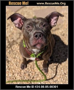 - Pennsylvania Dog Rescue - ADOPTIONS - Rescue Me!