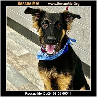 - Pennsylvania Dog Rescue - ADOPTIONS - Rescue Me!