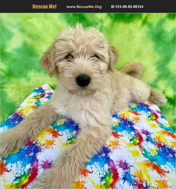 ADOPT 24080500344 ~ Poodle Rescue ~ Harrisburg, PA