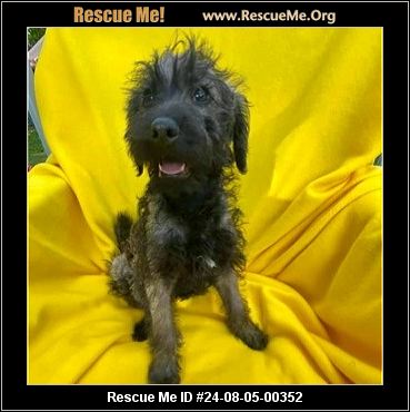 - Pennsylvania Poodle Rescue - ADOPTIONS - Rescue Me!
