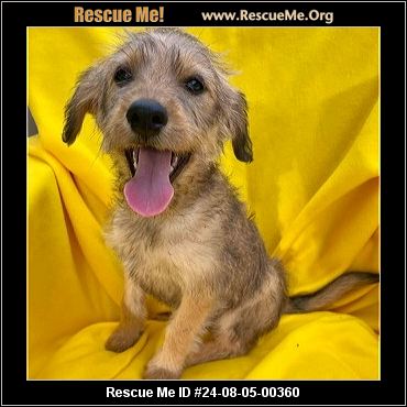 - Pennsylvania Dog Rescue - ADOPTIONS - Rescue Me!