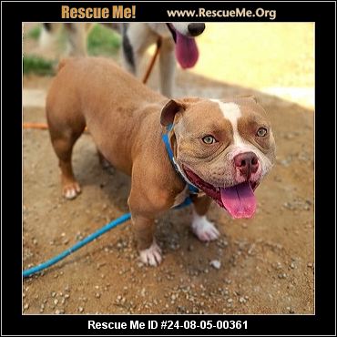 - California American Bulldog Rescue - ADOPTIONS - Rescue Me!