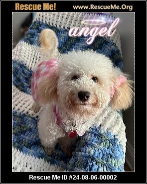 - Florida Poodle Rescue - ADOPTIONS - Rescue Me!