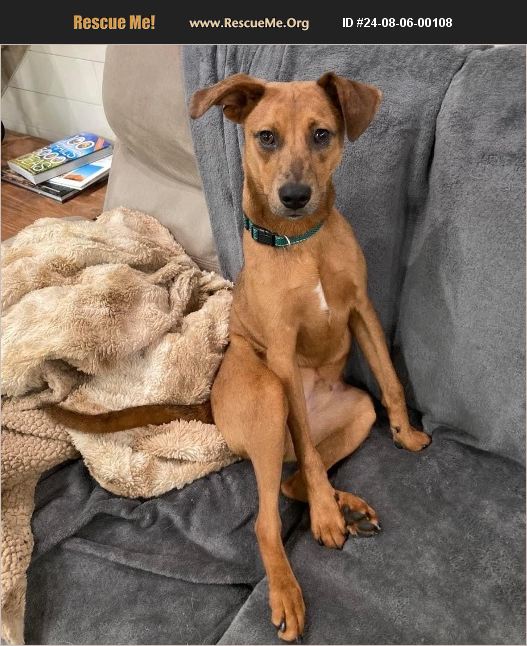 ADOPT 24080600108 ~ German Pinscher Rescue ~ Wilkesboro, NC