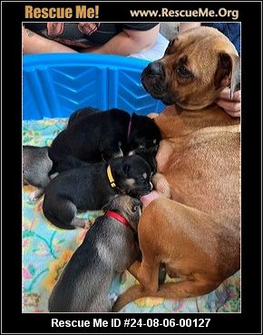 - North Carolina Dog Rescue - ADOPTIONS - Rescue Me!