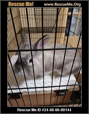 - Texas Rabbit Rescue - ADOPTIONS - Rescue Me!