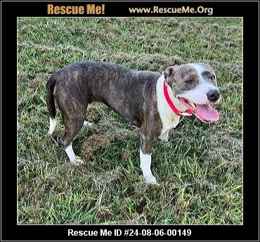 - Texas Pit Bull Rescue - ADOPTIONS - Rescue Me!