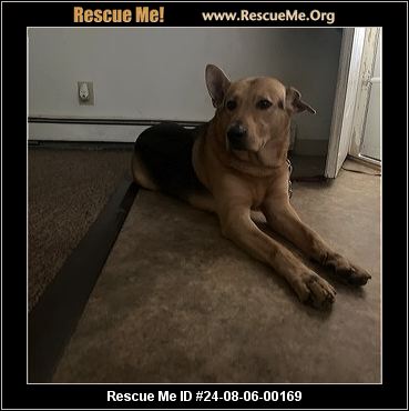 - Minnesota Dog Rescue - ADOPTIONS - Rescue Me!
