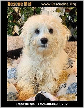 - Colorado Dog Rescue - ADOPTIONS - Rescue Me!